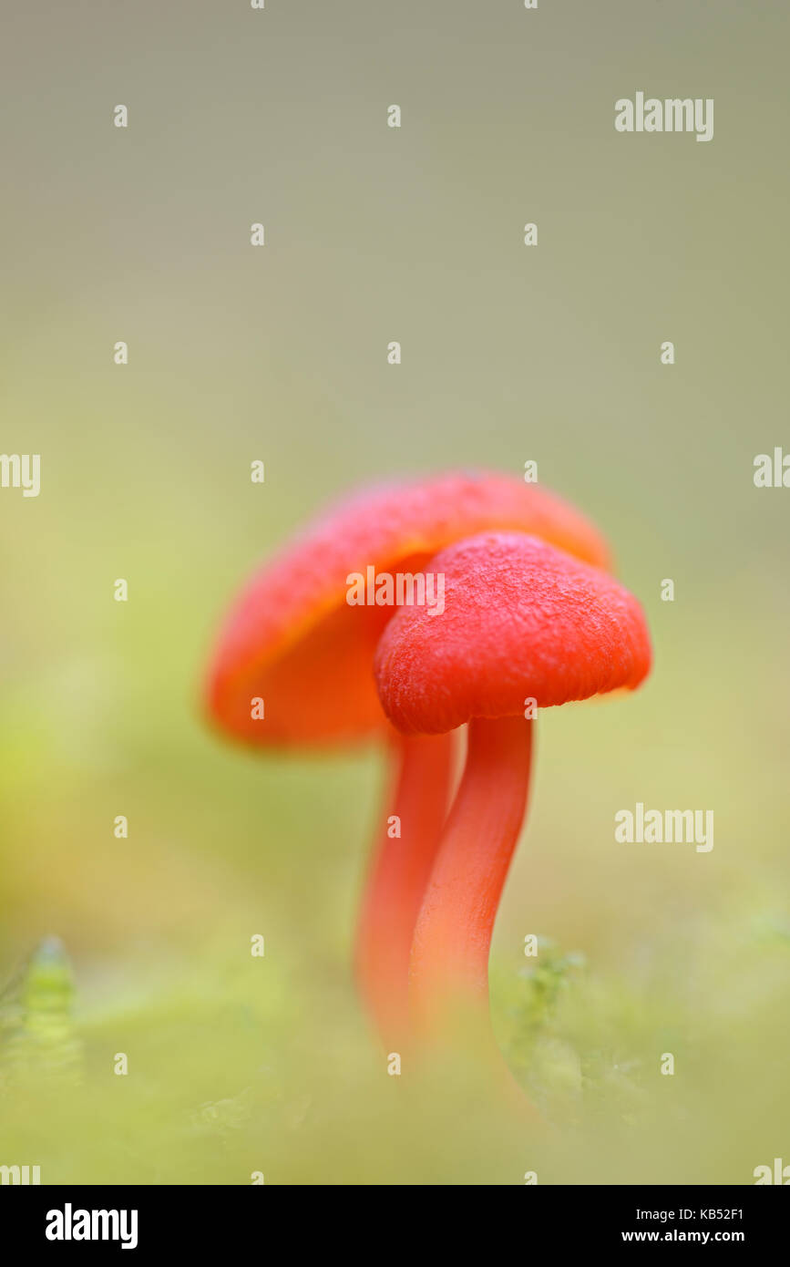 Vermilion Waxcap (Hygrocybe miniata) in the moss, The Netherlands ...