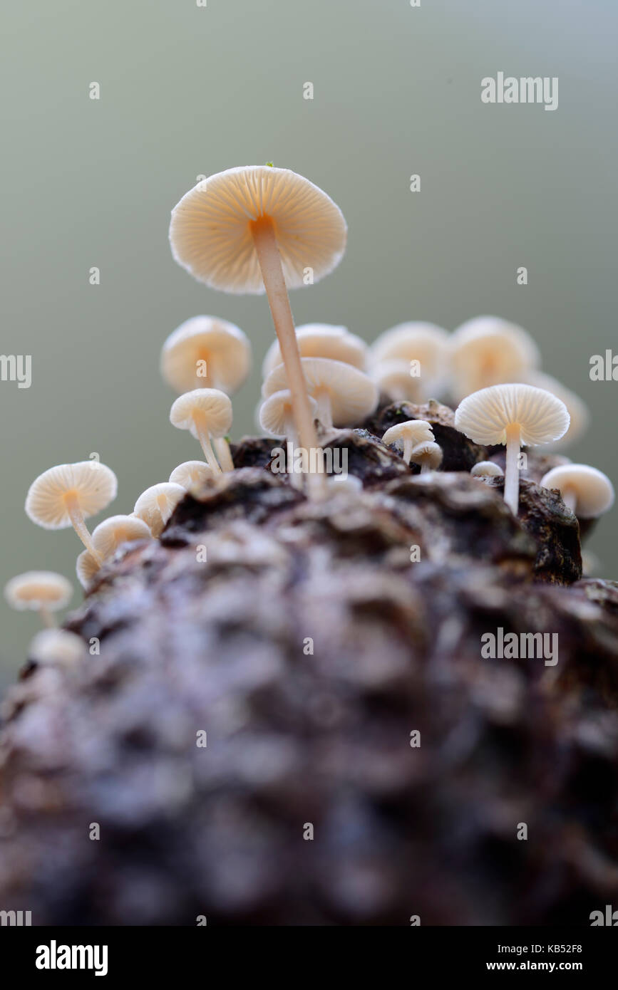 Conifercone cap hi-res stock photography and images - Alamy