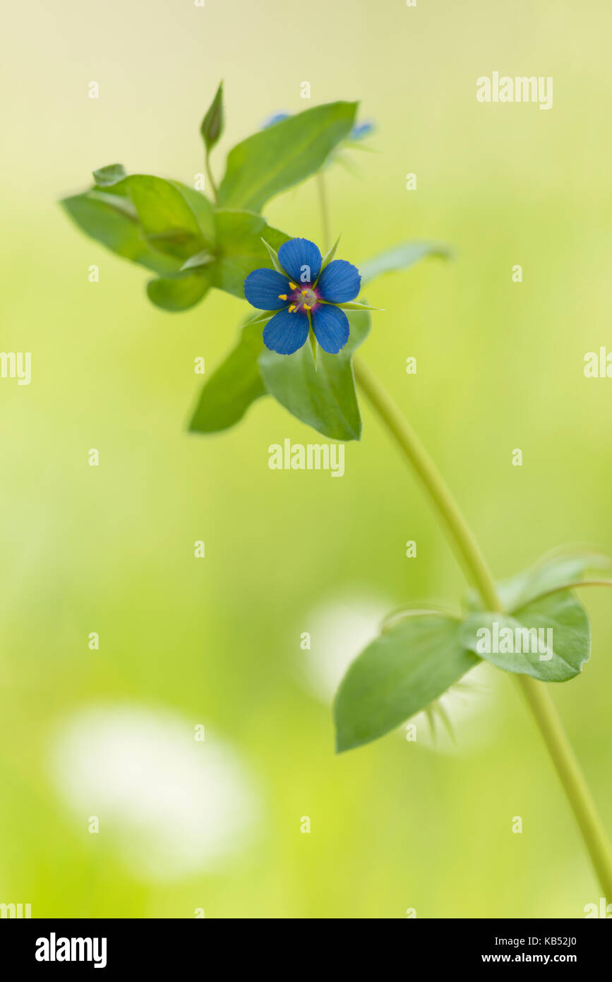 Blue pimpernel anagallis arvensis foemina hi-res stock photography and ...