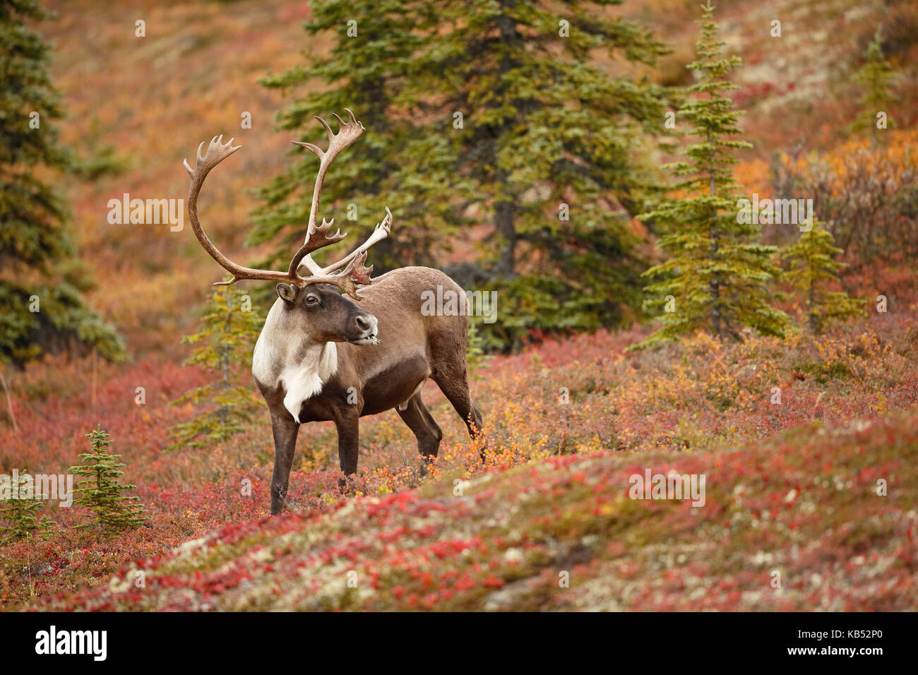 Caribou (Rangifer tarandus) bull on tundra, United States, Alaska ...