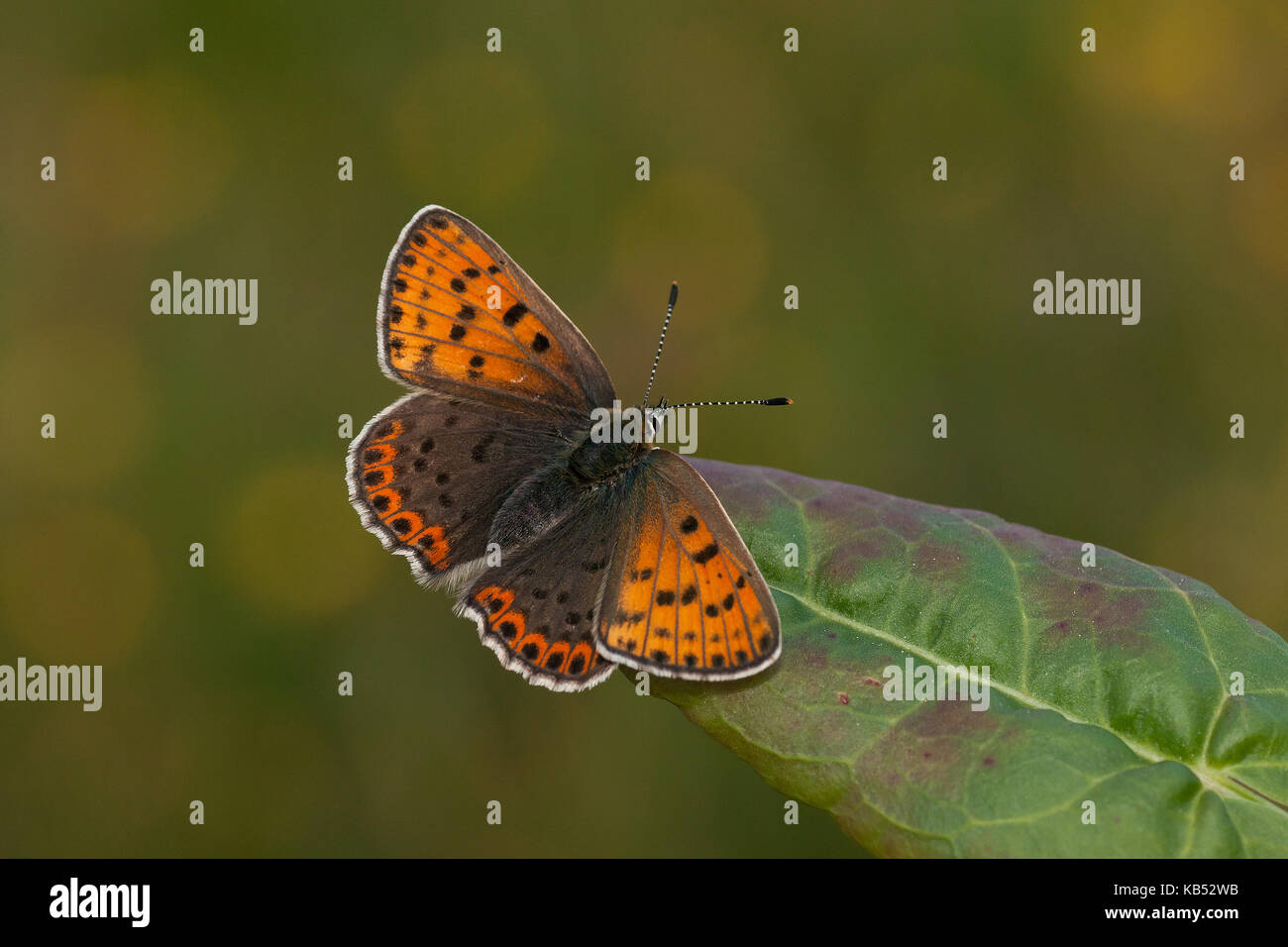 Sooty Copper (Lycaena tityrus) with opened wings, the netherlands ...
