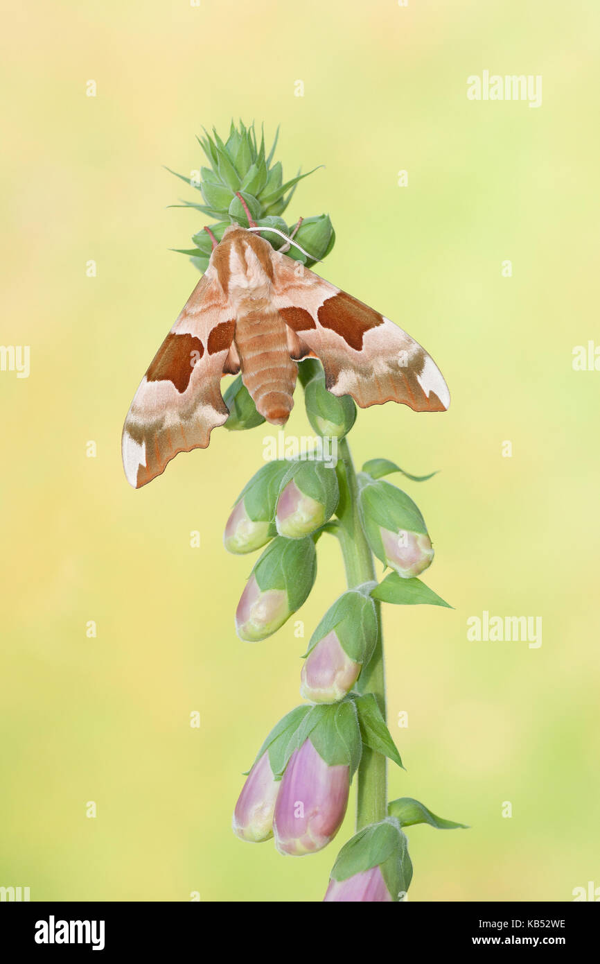 Mimas titiae hi-res stock photography and images - Alamy