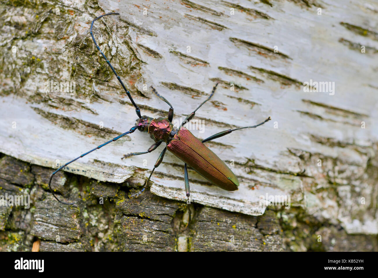 Musk Beetle (Aromia moschata) drilling holes in the bark of a Birch ...