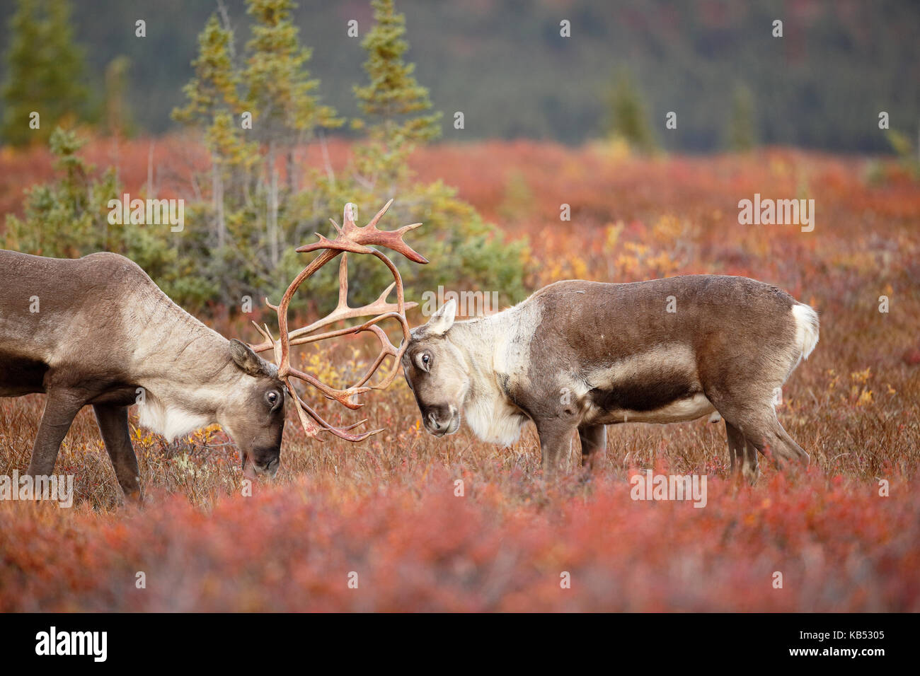 Male caribou hi-res stock photography and images - Alamy