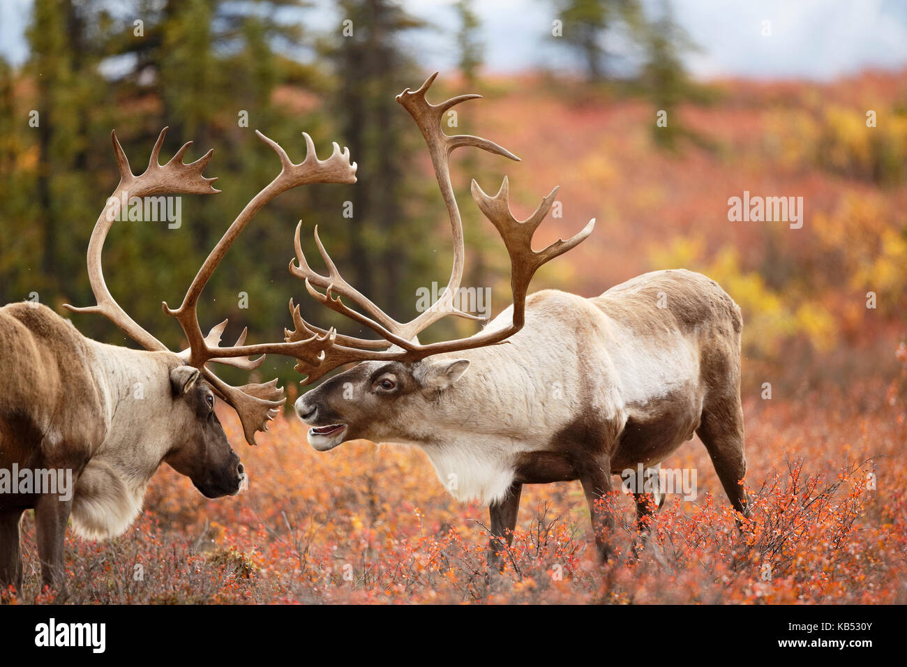 Caribou (Rangifer tarandus) two males sparring on tundra, United States ...