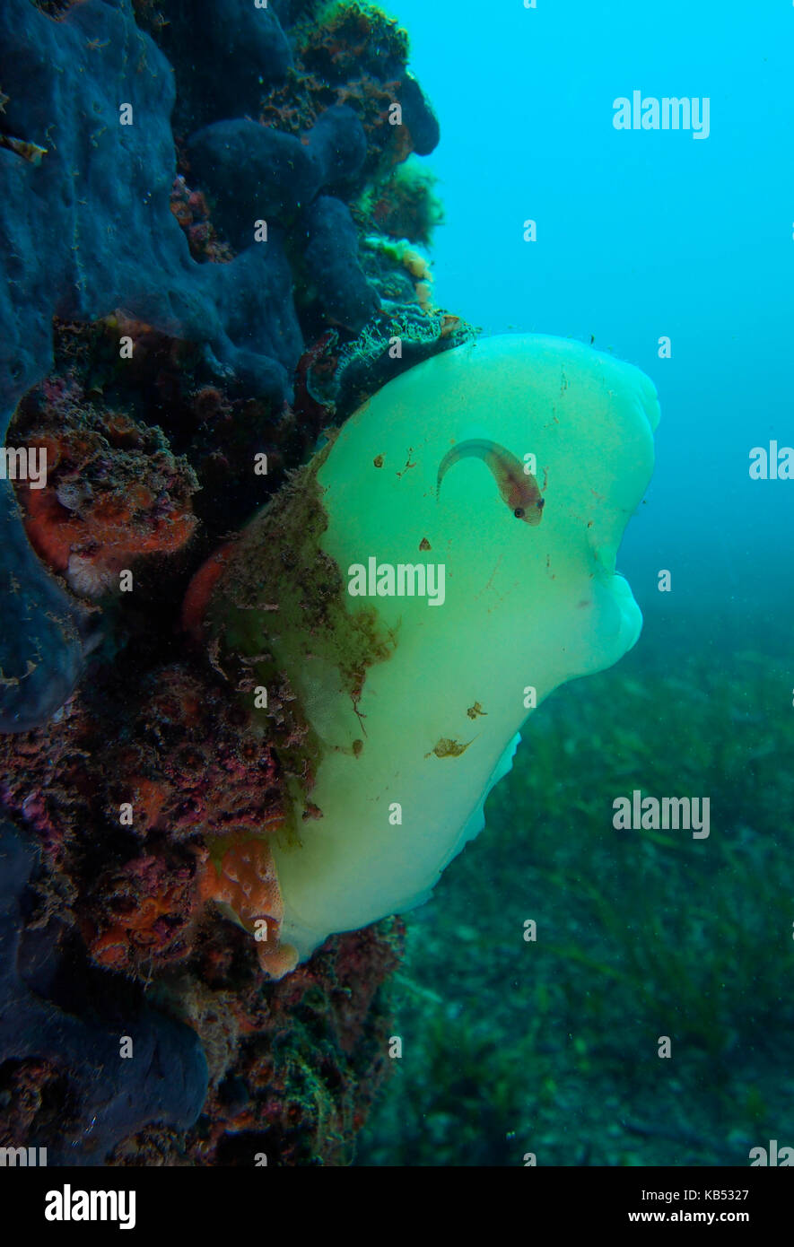 Tasmanian clingfish hi-res stock photography and images - Alamy