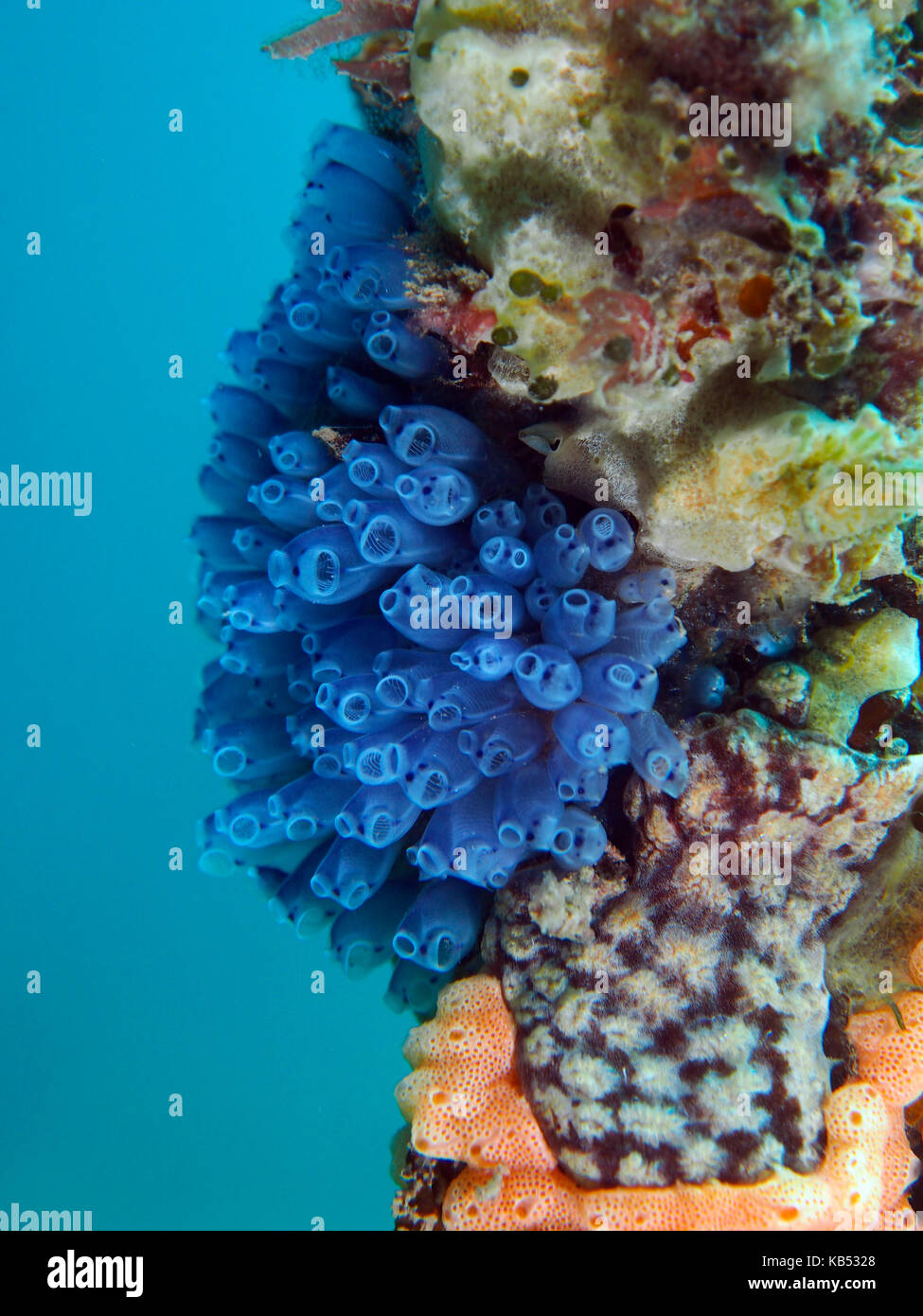 Bluebell Tunicate (Clavelina moluccensis) rowing on a pilar of the ...