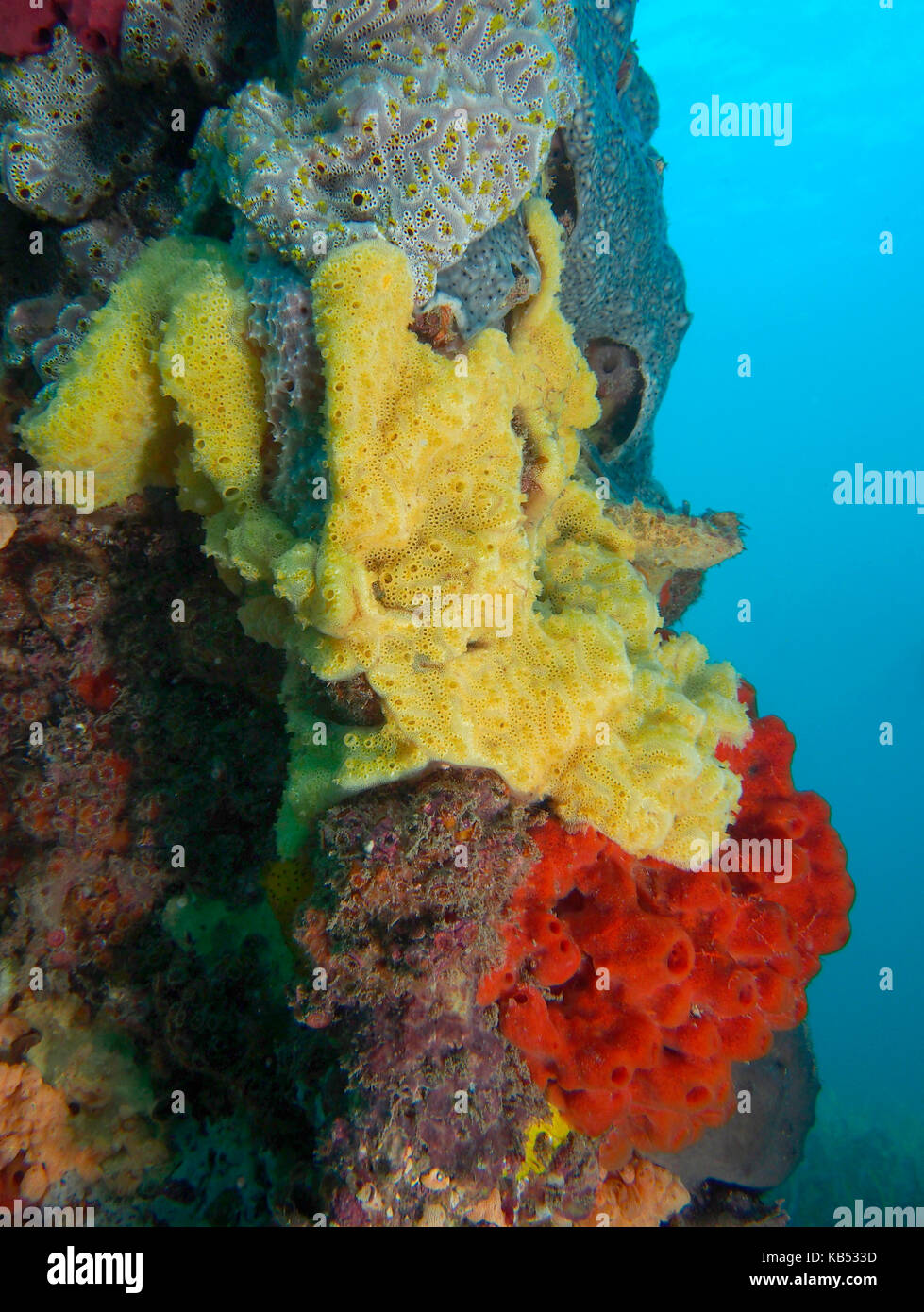 Botrylloides sp hi-res stock photography and images - Alamy