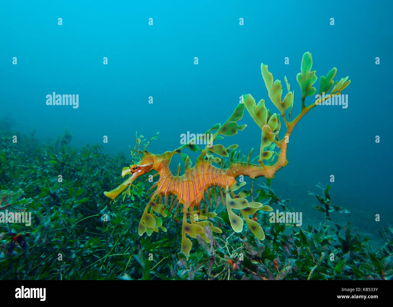 Leafy seadragons (Phycodurus eques) hoovering above seagrass, Australia ...
