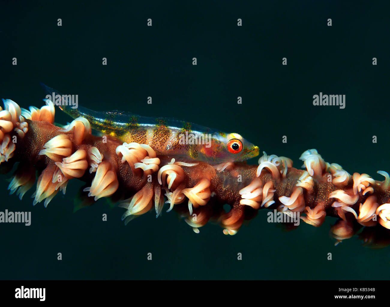 Large Whipgoby (Bryaninops amplus) underwater, Philippines, Mindoro ...