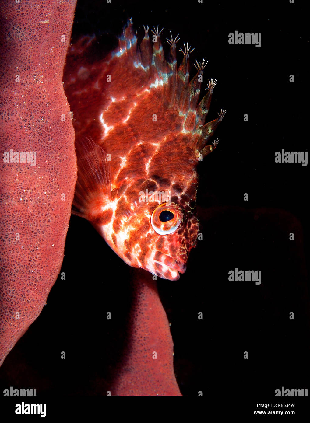 This Dwarf hawkfish (Cirrhitichthys falco) was hiding in a Sponge with ...