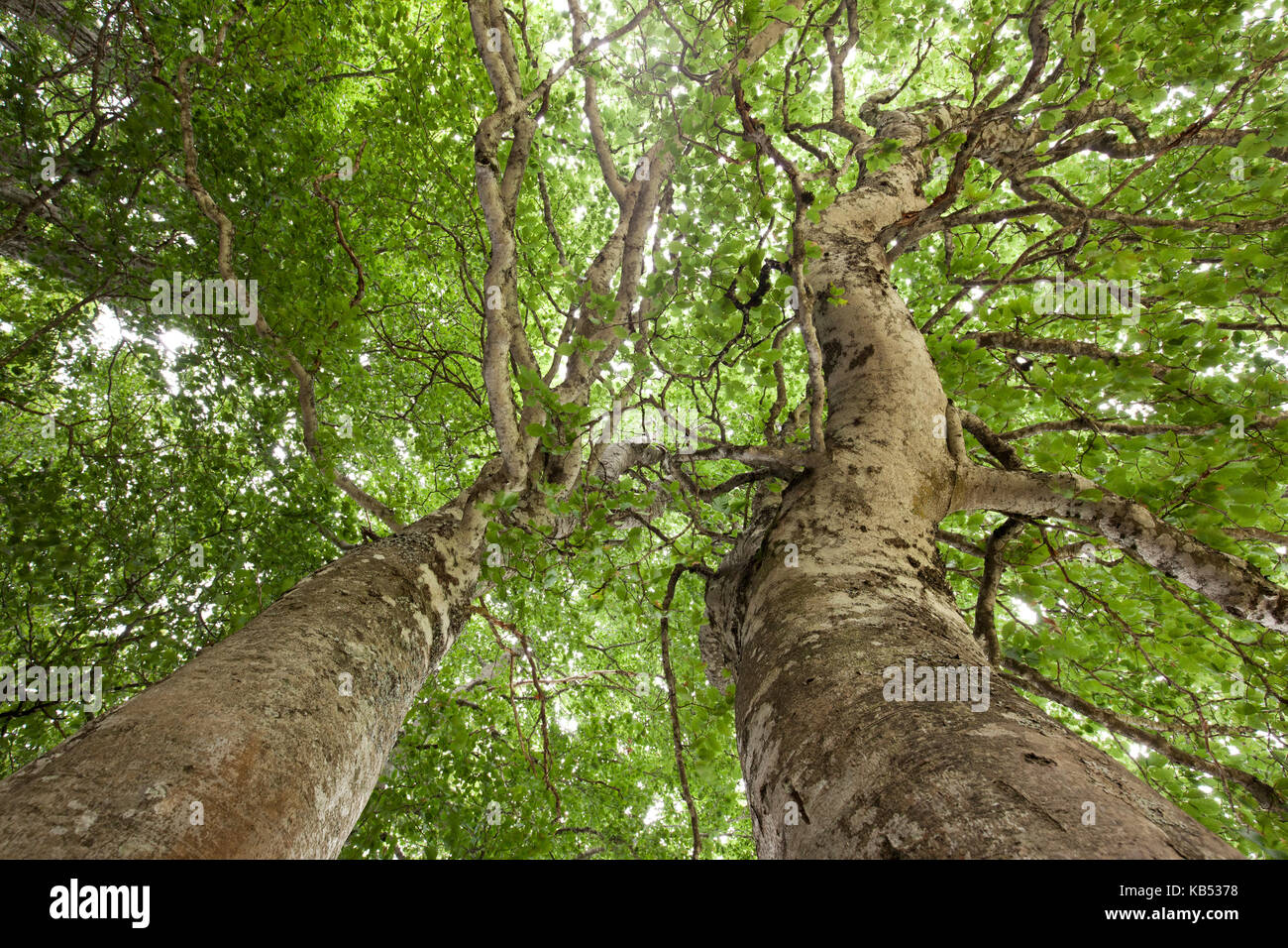 Spermatophytes hi-res stock photography and images - Alamy