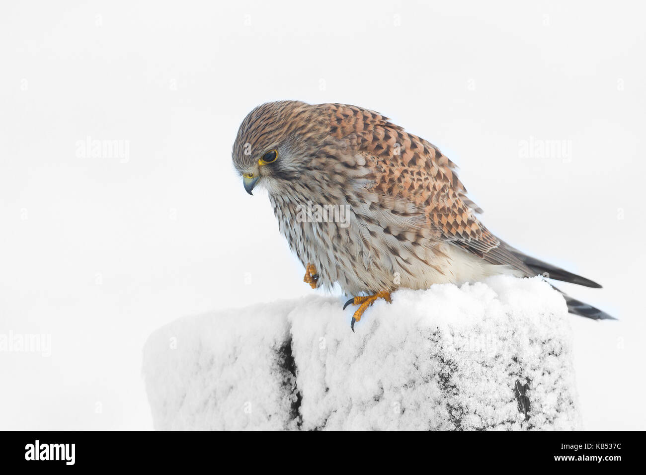 Common Kestrel (Falco tinnunculus) with cold feet, the Netherlands ...