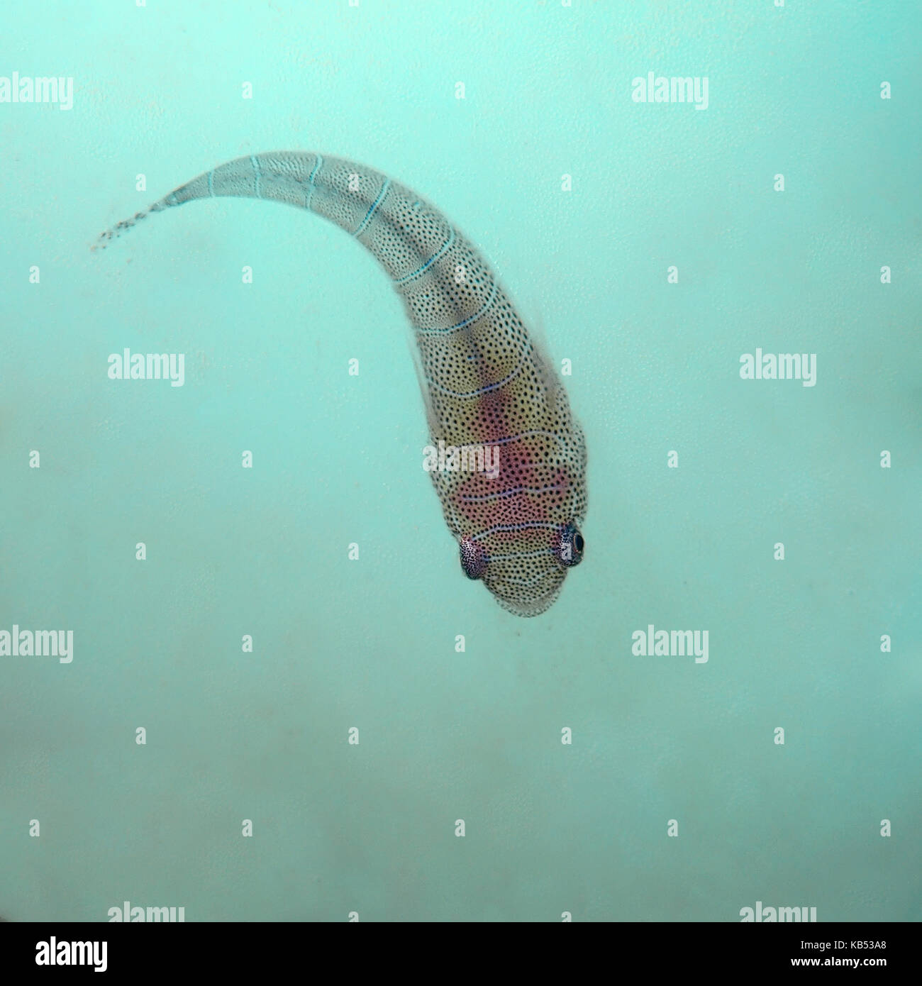 Cochleoceps bicolor hi-res stock photography and images - Alamy