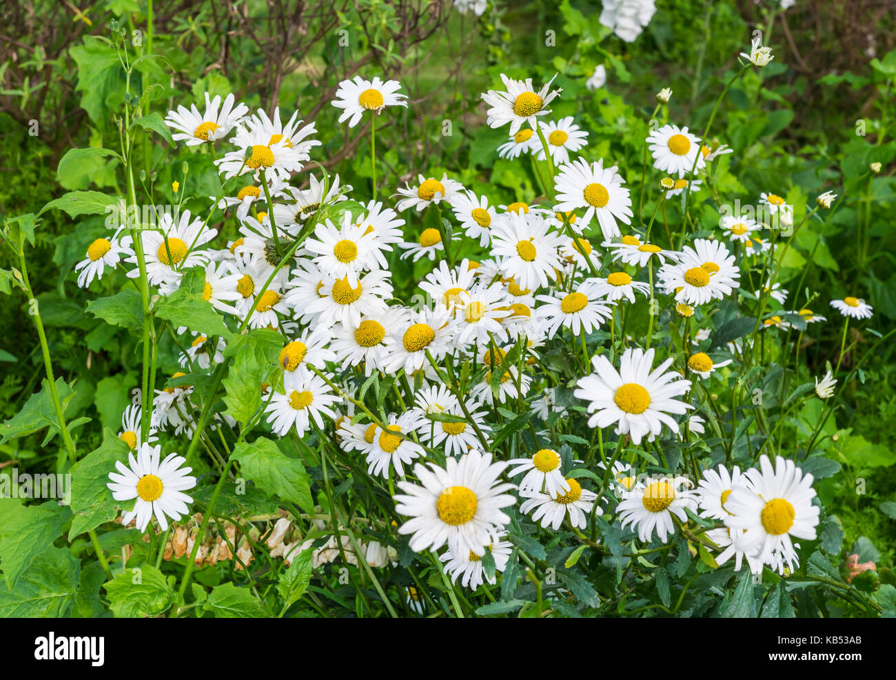 Oxeye daisies (Leucanthemum vulgare, Chrysanthemum Leucanthemum) growing in Summer in the UK ...