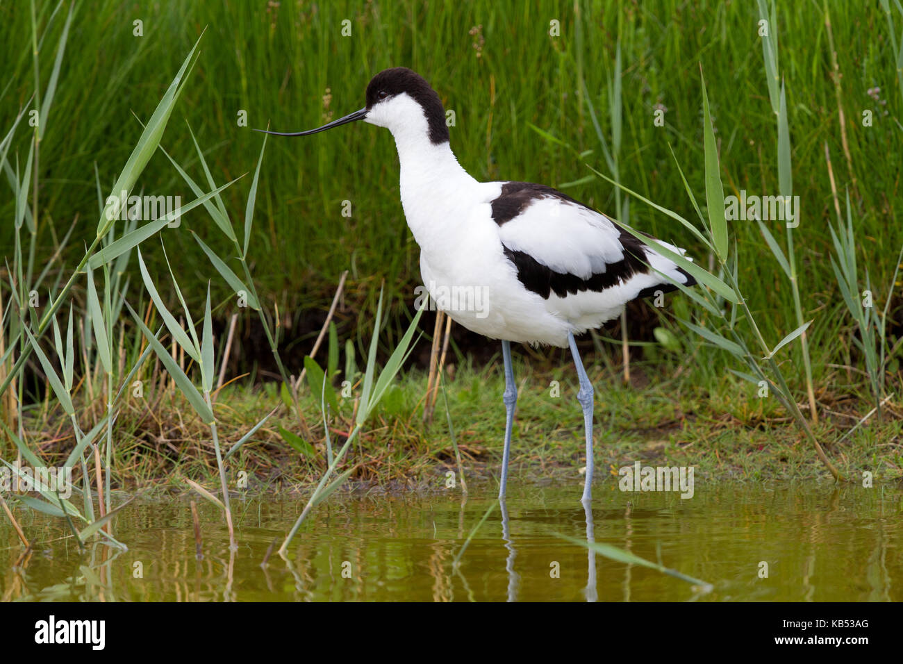 Pied Avocet (Recurvirostra avosetta) standing amidst vegetation, The ...