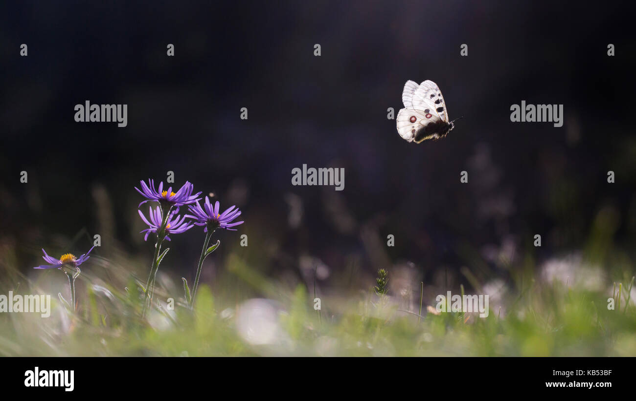 Flying Mountain apollo (Parnassius apollo) flying above Alpine Aster ...