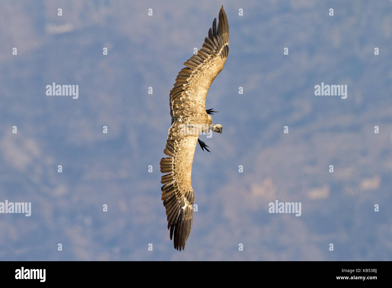 Cape Vulture (Gyps coprotheres) flying with wings spread as it prepares ...