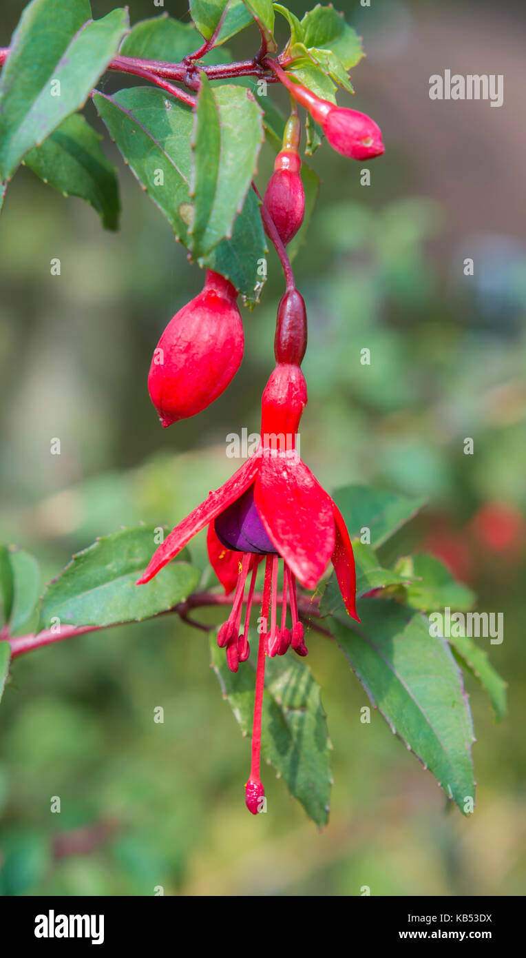 Upright hardy fuchsias hi-res stock photography and images - Alamy