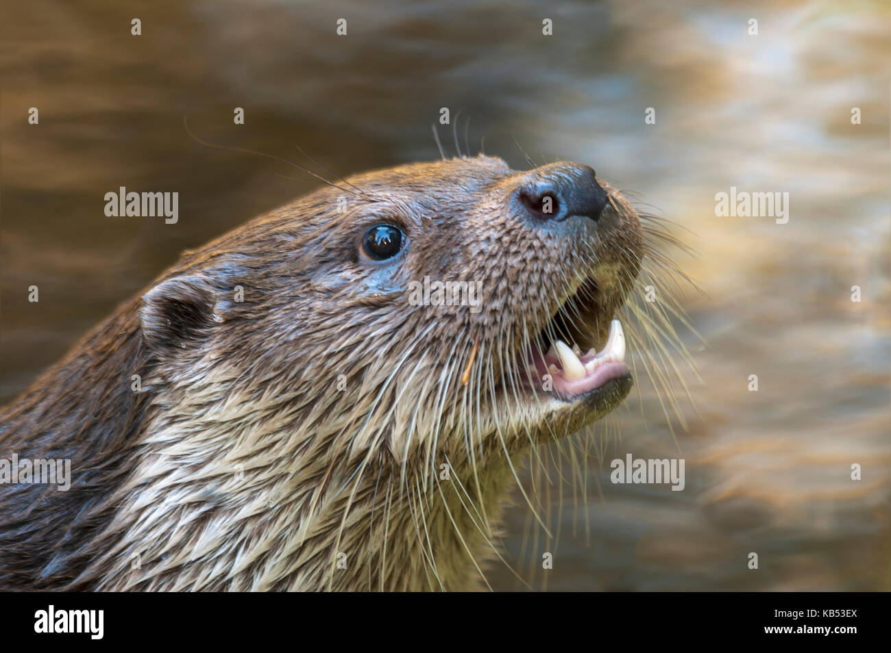 European River Otter (Lutra lutra) portrait, Germany Stock Photo - Alamy