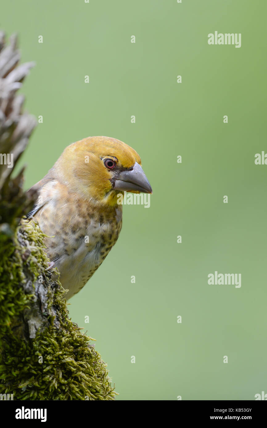 Hawfinch coccothraustes coccothraustes juvenile bird hi-res stock ...