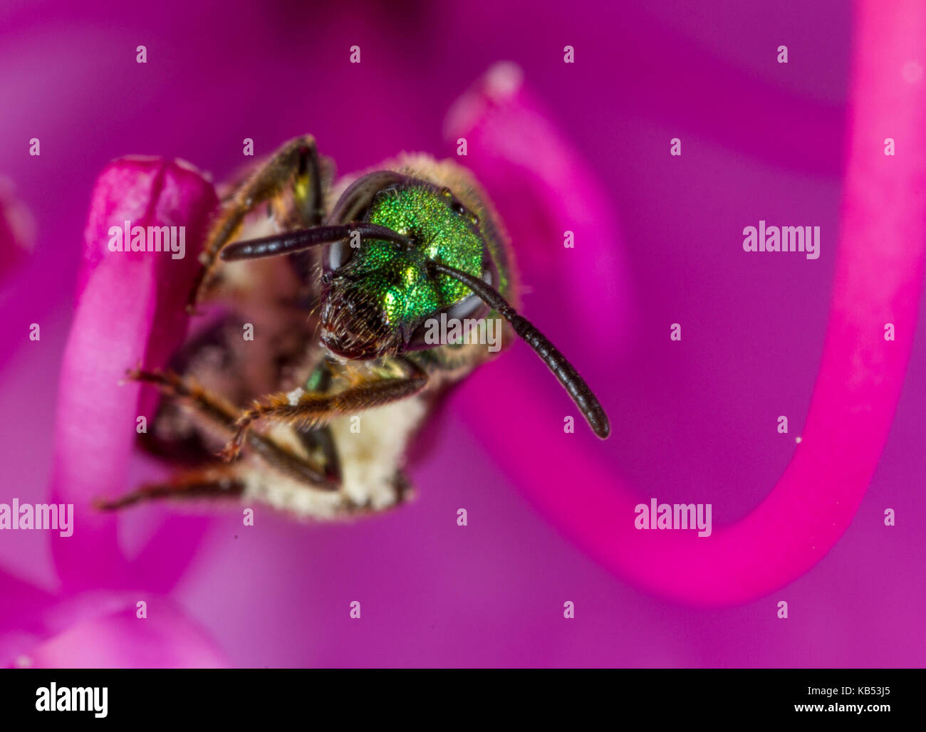 Sweat Bee (Hymenoptera) on a Rhododendron, United States, Michigan ...