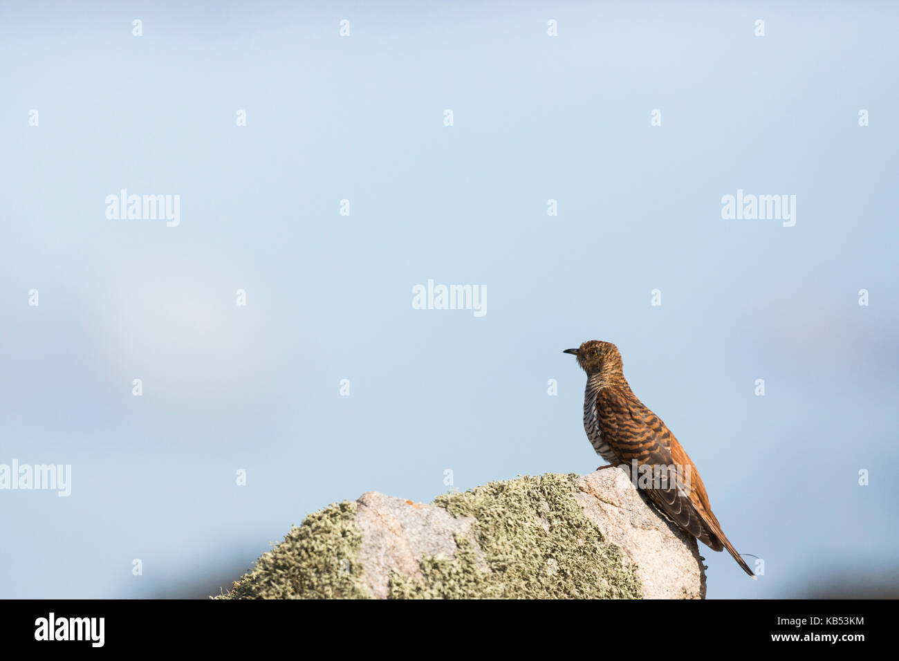 Common Cuckoo (Cuculus canorus) female on a rock, France, Plougrescant ...