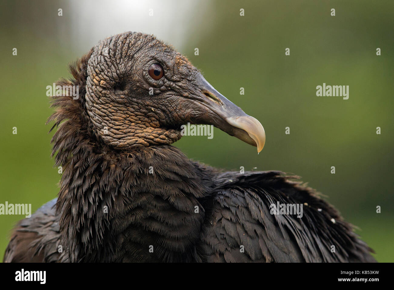 American Black Vulture (Coragyps atratus) portrait in profile, Costa ...