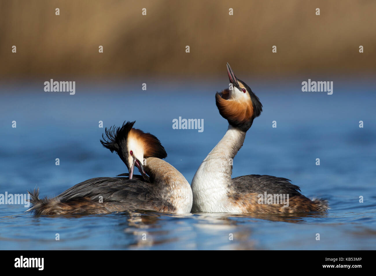 Great Crested Grebe (Podiceps cristatus) pair in courtship display, The ...