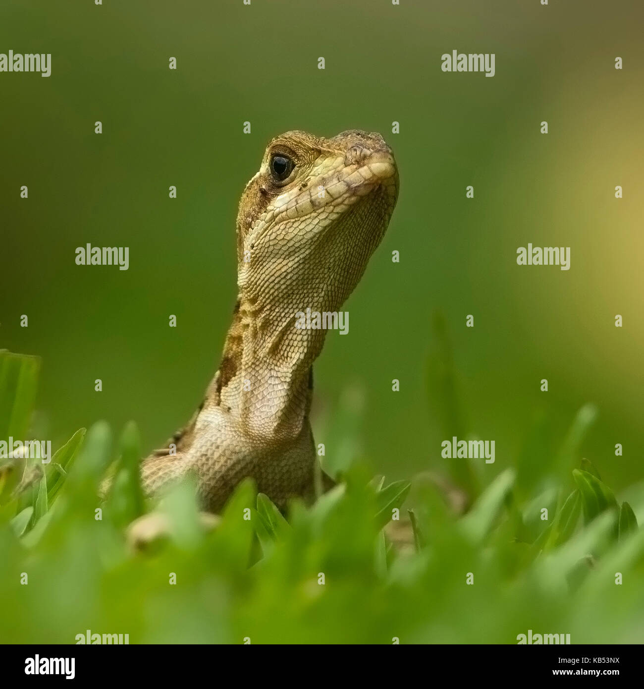 Jesus Christ Lizard (Basiliscus vittatus) portrait, Costa Rica Stock ...