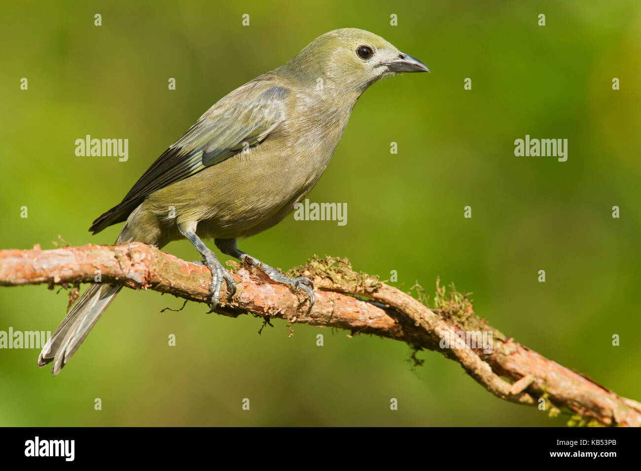 Palm Tanager (Thraupis palmarum), Costa Rica, Costa Rica Stock Photo ...