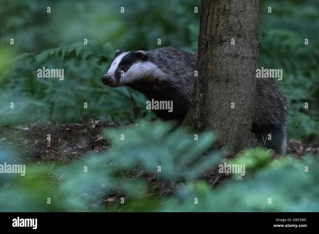 Eurasian Badger (Meles meles) adult standing behind a tree, The ...