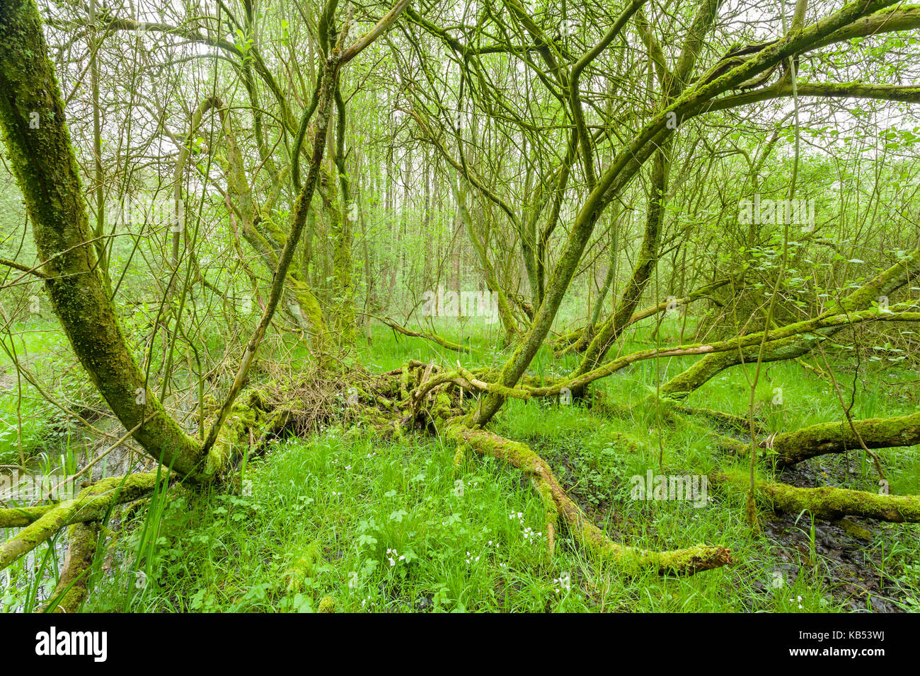 Curved tree trunks of Alder (Alnus glutinosa) swamp forest, The ...