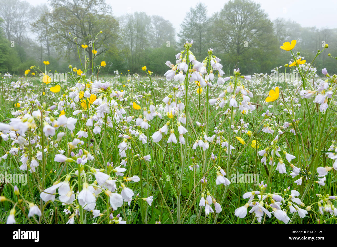 Meadow with Cuckoo Flower (Cardamine pratensis) and Meadow Buttercup ...