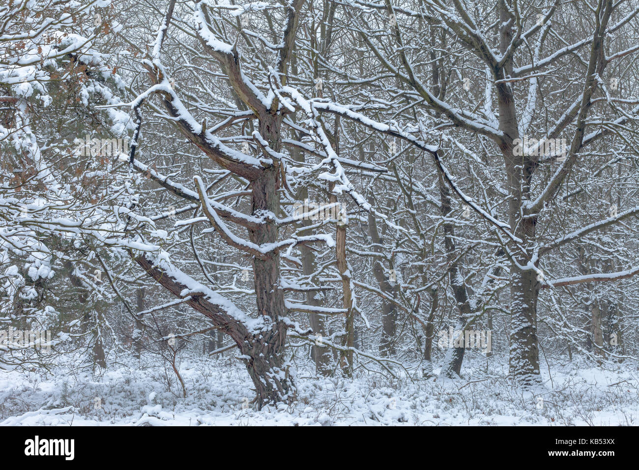 Trees in forest covered with snow, The Netherlands, Overijssel ...