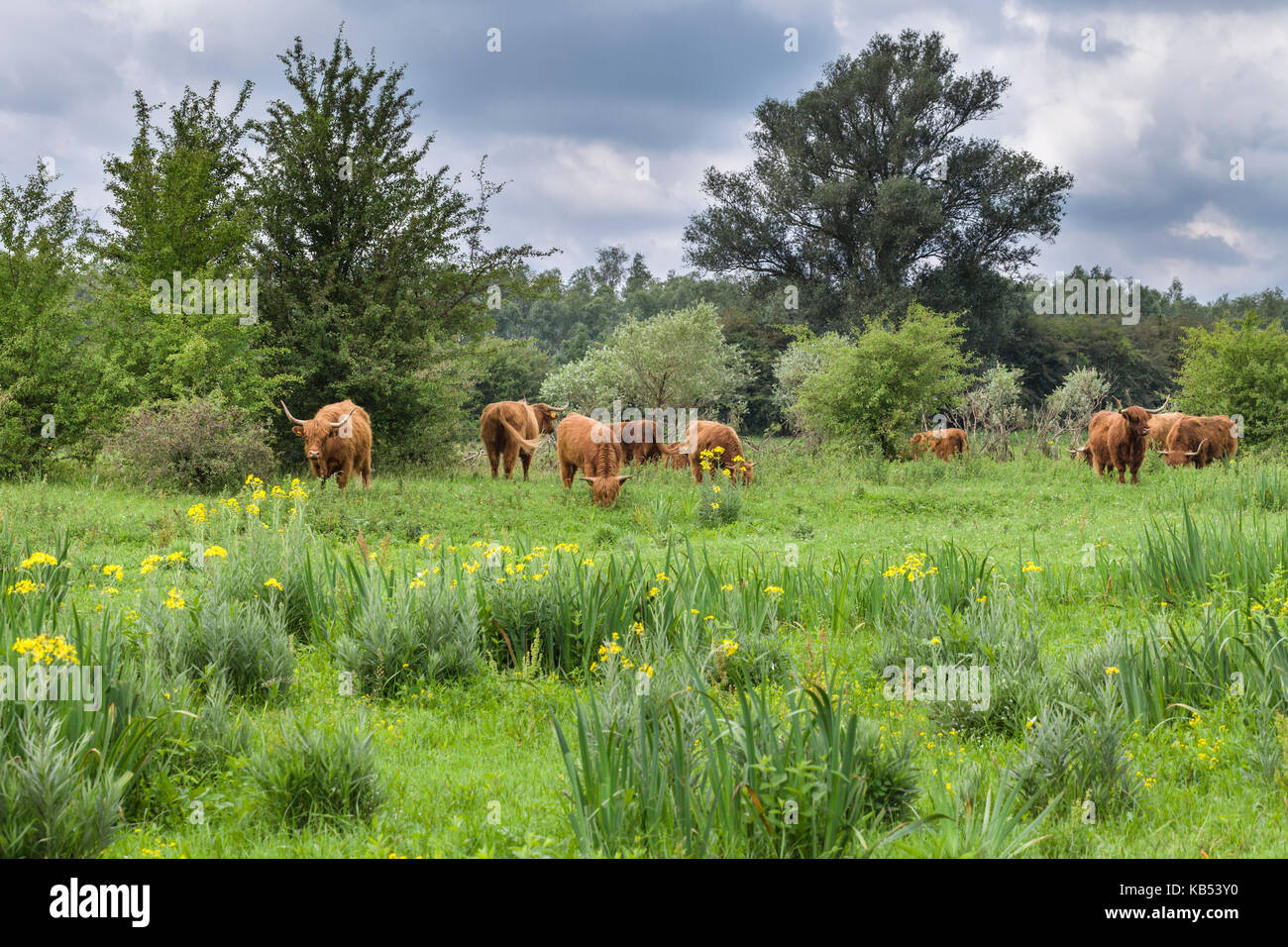 Floodplain ragwort hi-res stock photography and images - Alamy