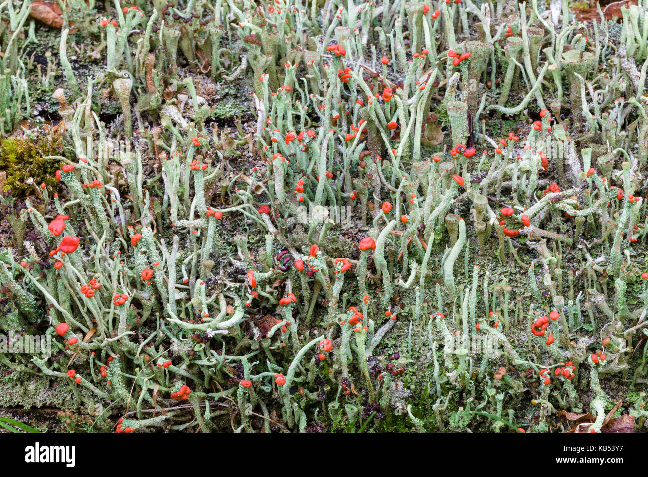 Koeland hi-res stock photography and images - Alamy