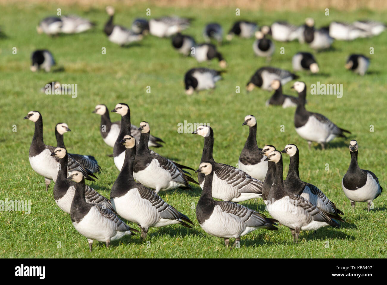 Group of Barnacle Geese (Branta leucopsis) standing and feeding on ...