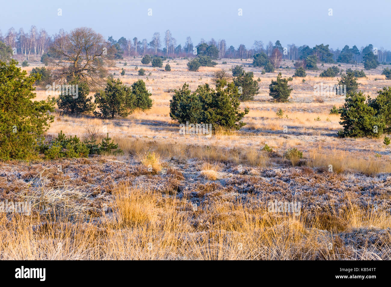 Heathland of Sallandse Heuvelrug National Park in morning sun, The ...