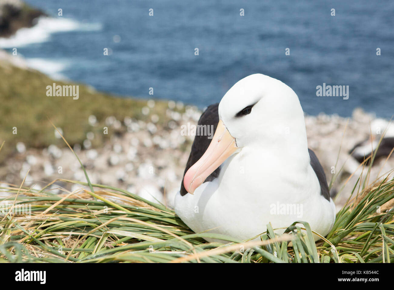 Black-browed Albatross (Thalassarche melanophry) nesting at breeding ...
