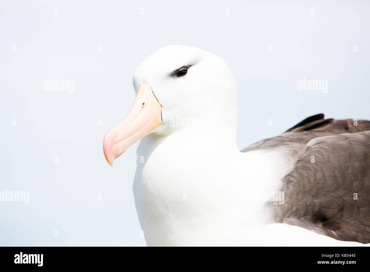 Black-browed Albatross (Thalassarche melanophry) Portrait, Falkland ...