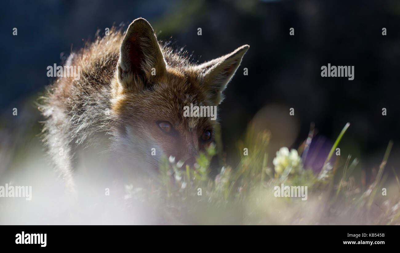 Red fox on the grass in a french alps mountain, France, Pralognan la ...