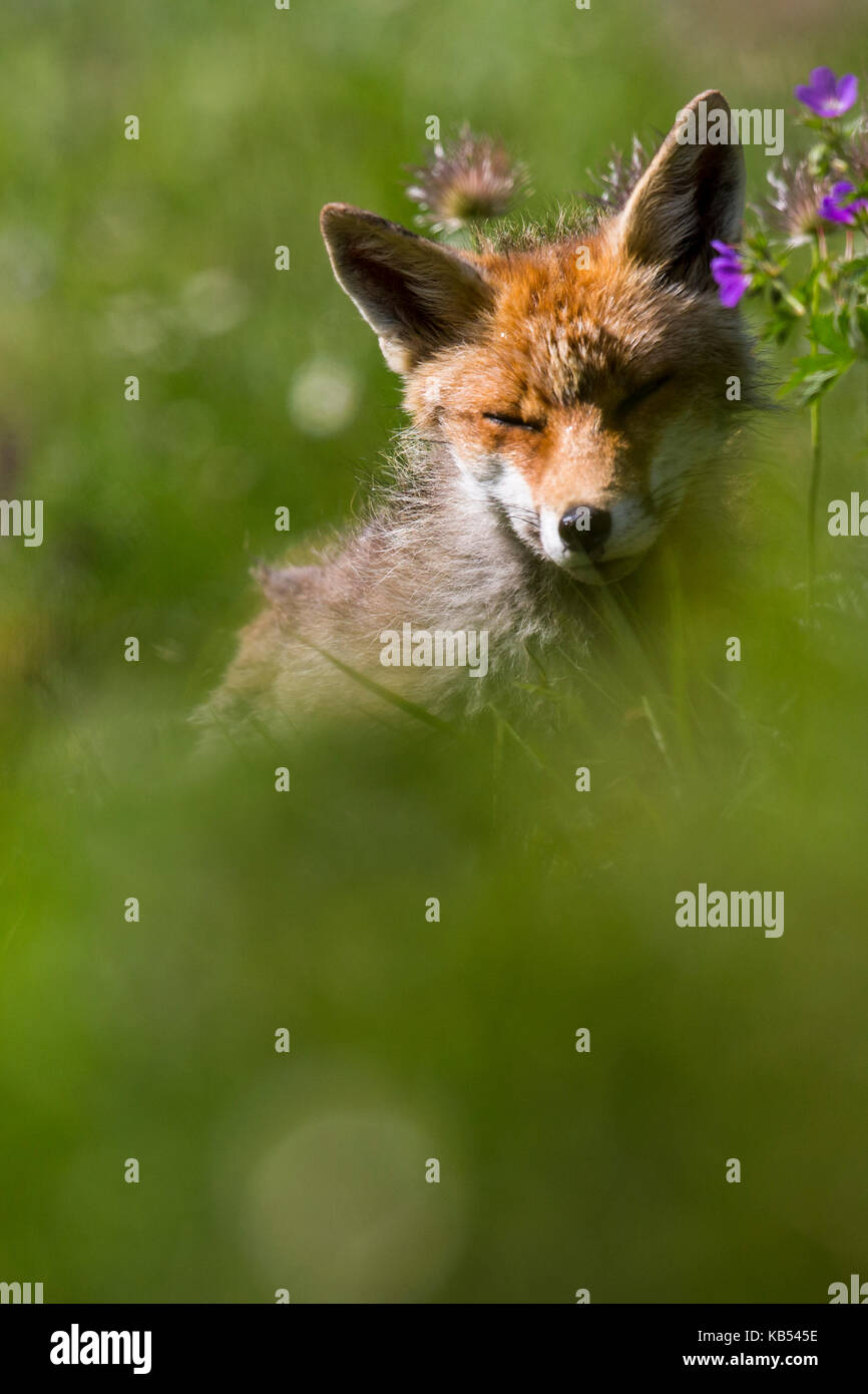 Red fox sitting on the grass in a french alps mountain, France ...