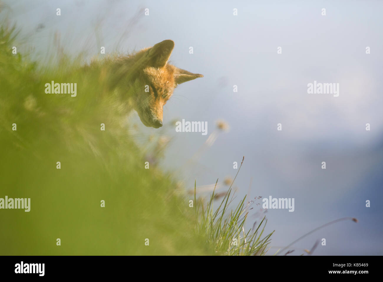 Red fox sitting on the grass in a french alps mountain, France ...