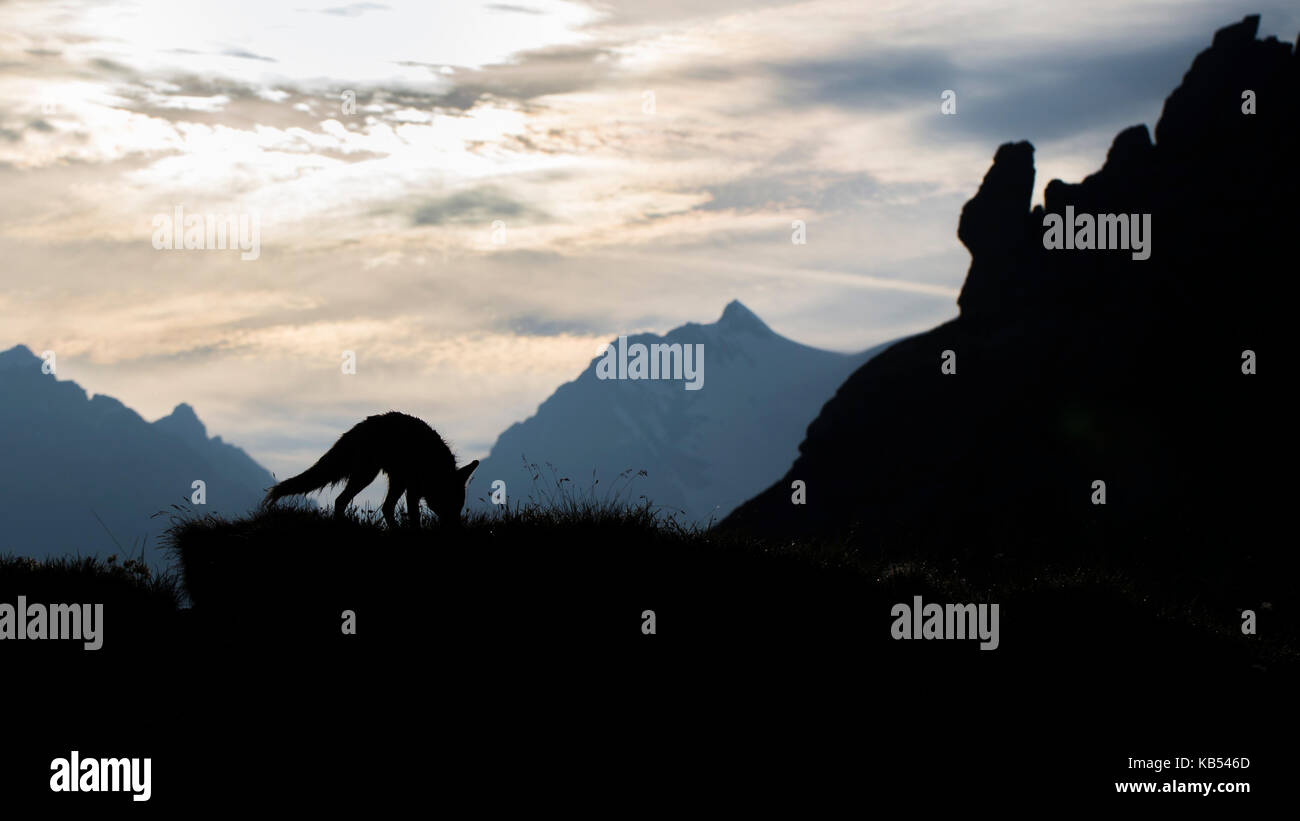 Red fox on the grass in a french alps mountain during the sunrising ...