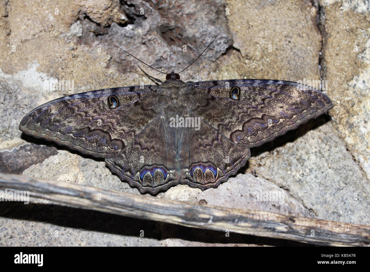 Black Witch Moth (Ascalapha odorata) male resting on a wall, USA, Hawai ...