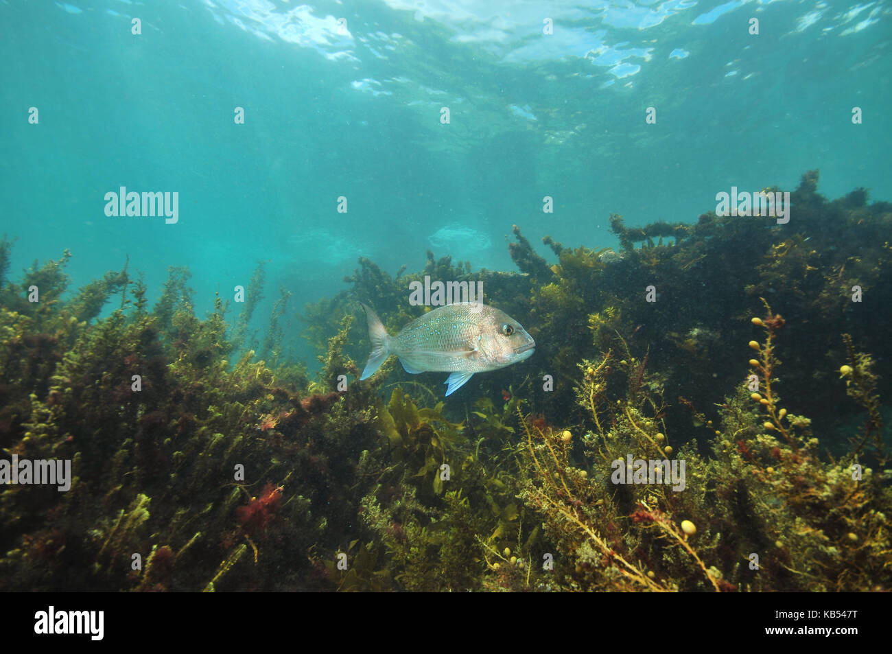 Australasian snapper Pagrus auratus among dense brown sea weeds with ...
