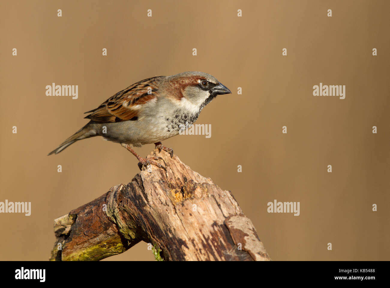 House sparrow (passer domesticus) male peched on a branch, The ...