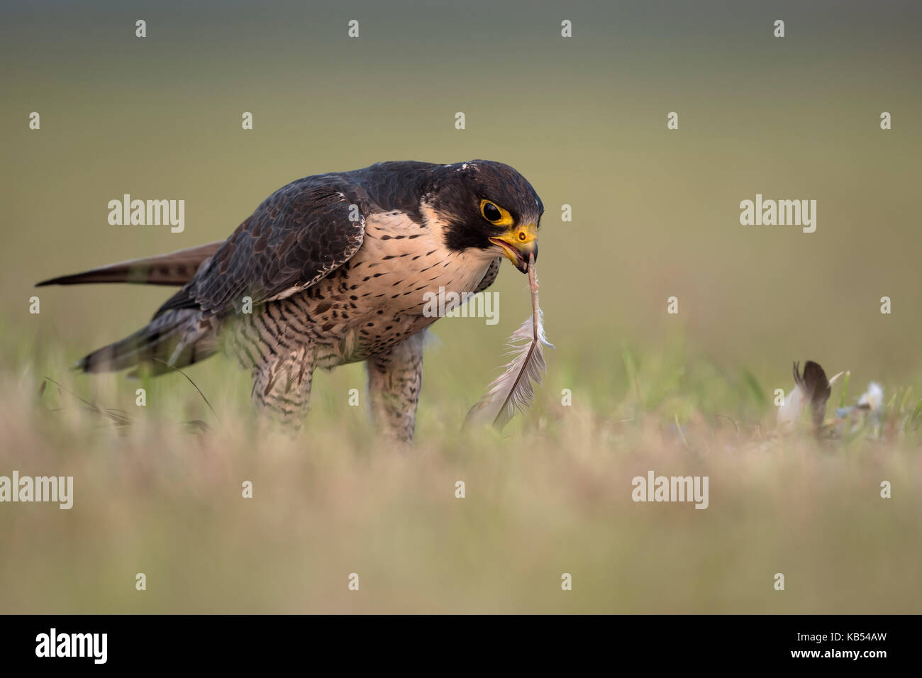 Peregrine Falcon (Falco peregrinus) in farmersland, eating his prey ...
