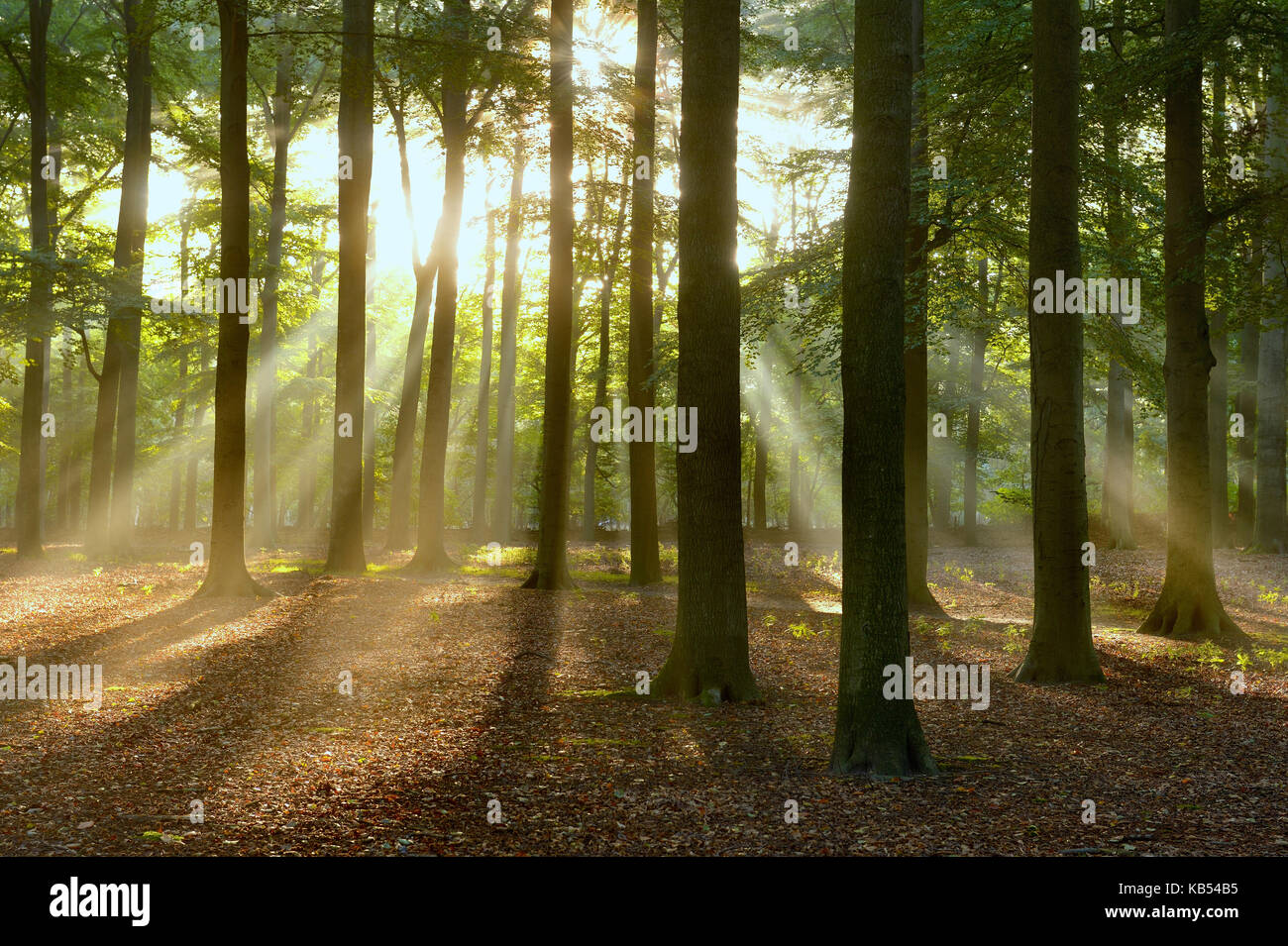Early morning sun rays shining through an autumn forest, The ...